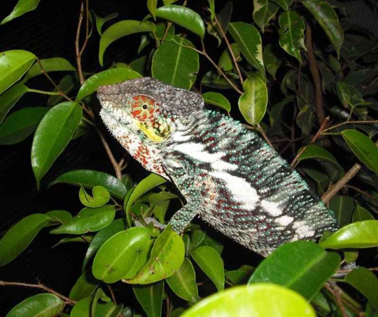 Panther chameleon gallery - SA-Chameleons