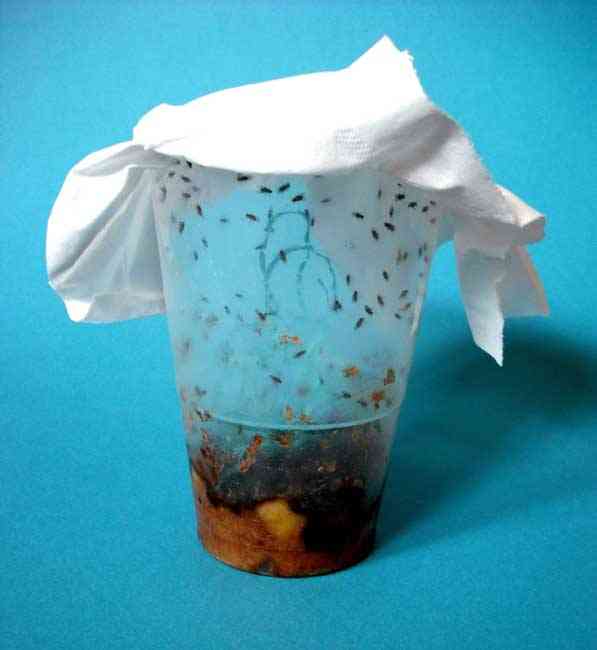 Fruit Flies - essential food for baby chameleons - SA-Chameleons
